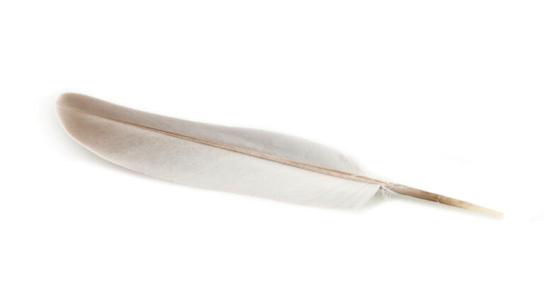 Quill Feather Definition - IDFL